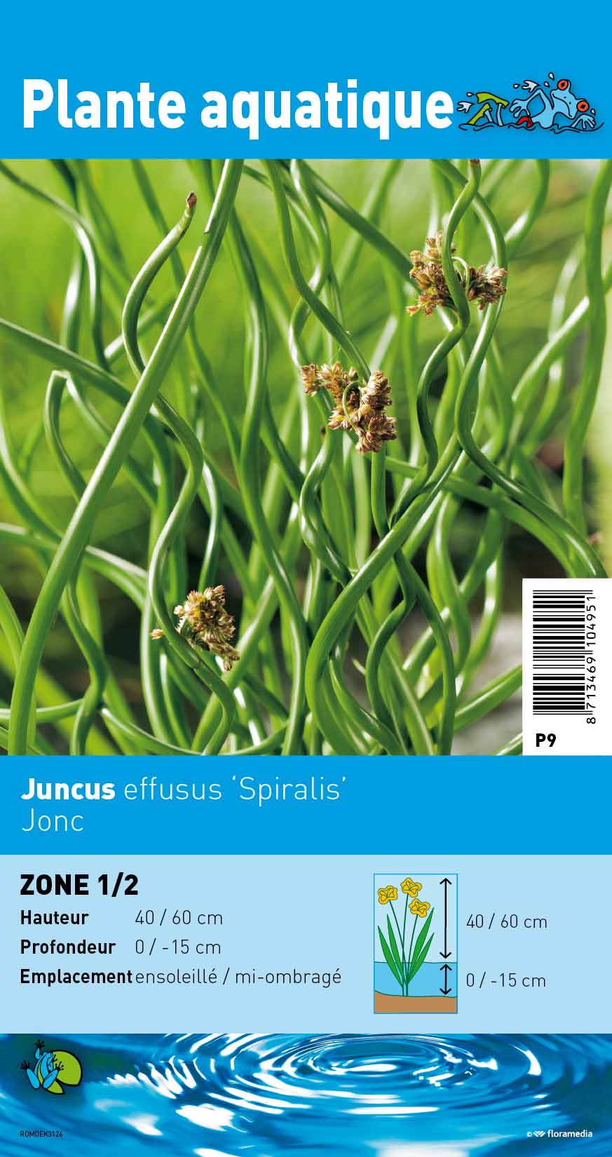 Juncus effusus Spiralis - Jonc 3,50